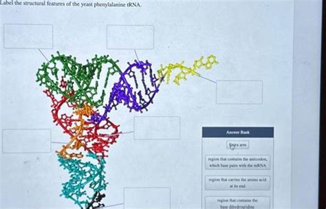 Solved Label The Structural Features Of The Yeast Phenylalanine Trna 1 Answer