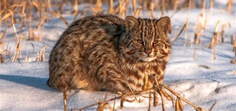 ПВС | Wiki | 🌌Коты~Воители🌌 Amino