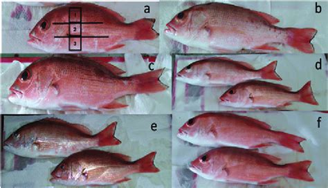 Color Pattern To The Naked Eye Of Pacific Red Snapper A Sampling Area