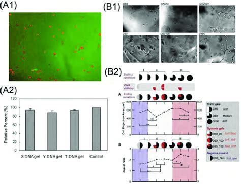 Study Of Cellular Behavior Using DNA Based Macromaterials A CHO