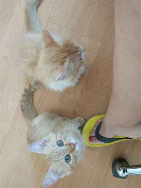 猫咪鼻子上长有黑色结块类似于结痂的东西是怎么回事啊，怎么去除，能扣掉吗？ 知乎