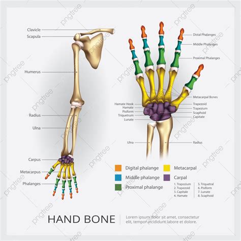 Hand Bones Diagram