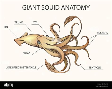 Male Squid Anatomy