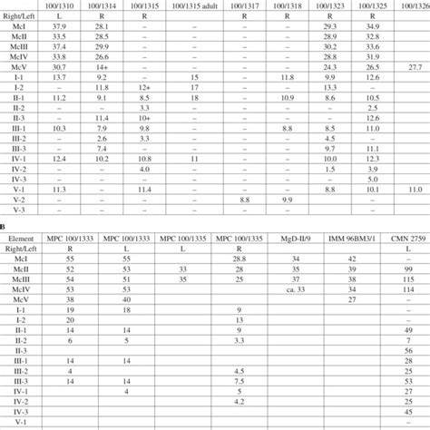 Length Measurements In Mm Of Metacarpal And Manual Phalanges Of