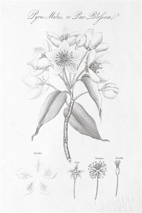 Somerset House Images Botany Book Viii