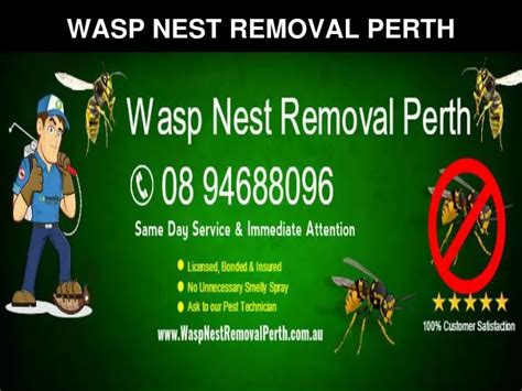 Ppt Wasp Nest Removal Perth Powerpoint Presentation Free Download