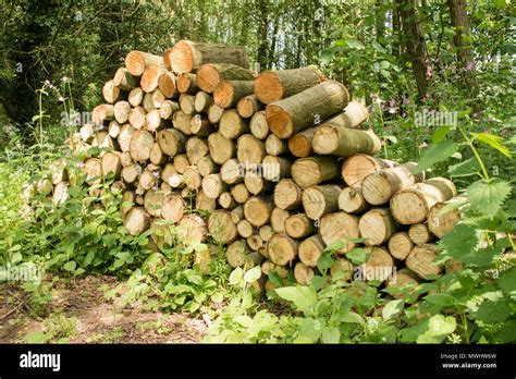 Wildlife Garden Log Pile Hi Res Stock Photography And Images Alamy