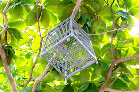 Modern Ceiling Lamp In Cage Square Shape Light Bulbs Interior For An