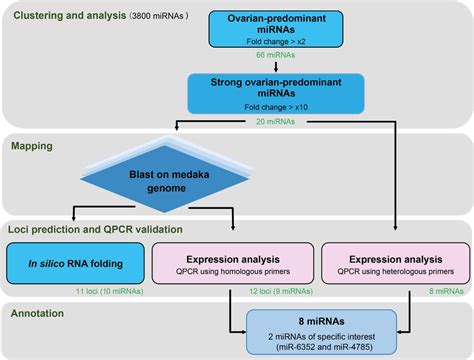 Workflow Used To Analyze The Data And Identify Novel Download Scientific Diagram