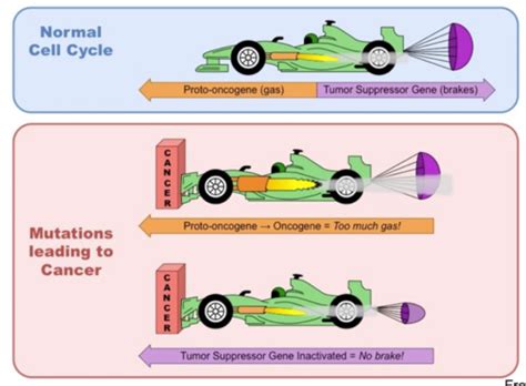 Oncogenes Flashcards Quizlet