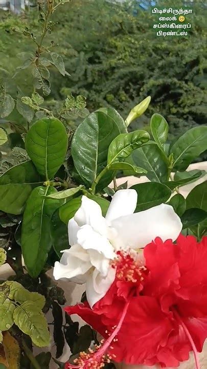 🙏🌟எங்க வீட்டு மாடி தோட்டம் எத்தனை கலர் பூக்கள் அறுவடை Gardening 🌿🥀