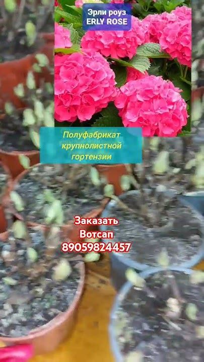 Крупнолистная гортензия полуфабрикат в продаже Youtube