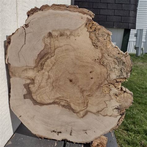 Tree Slab Etsy
