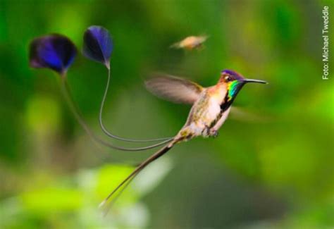Los 20 Animales Más Bonitos Del Mundo Nombres Y Fotos