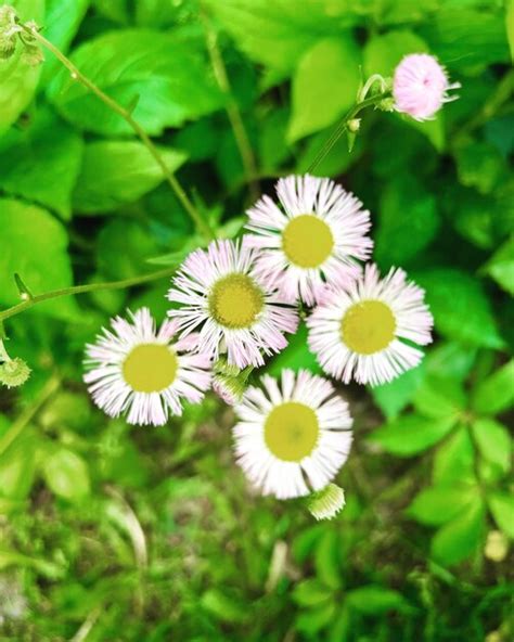 Premium Photo Plant Part In St Onge