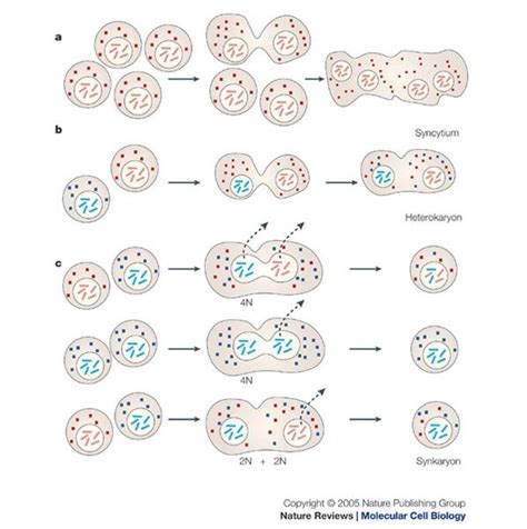 Difference Between Protoplast And Heterokaryon Definition Features Uses Similarities And