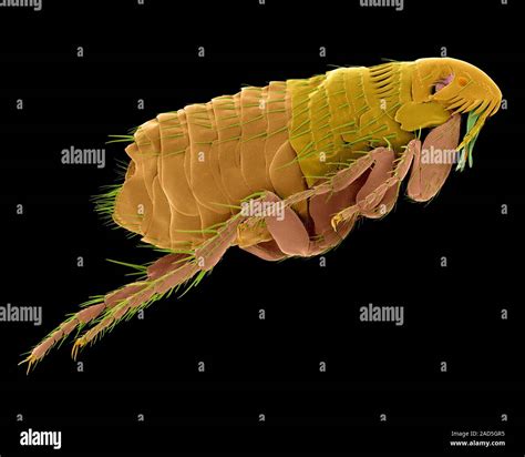 Coloured Scanning Electron Micrograph Sem Of Cat Flea
