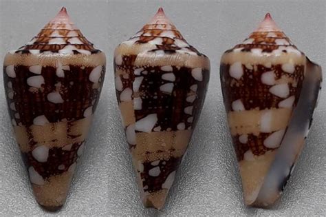 Conus Ammiralis 3752141