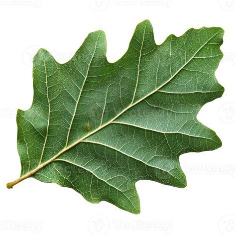 Green Oak Leaf On White Background 52706287 Png