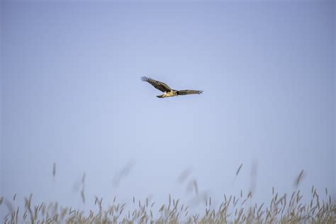 키 큰 풀밭 위를 날아다니는 새 사진 Unsplash의 무료 파랑 이미지 키 큰 풀밭 위를 날아다니는 새 사진 Unsplash의 무료 파랑 이미지