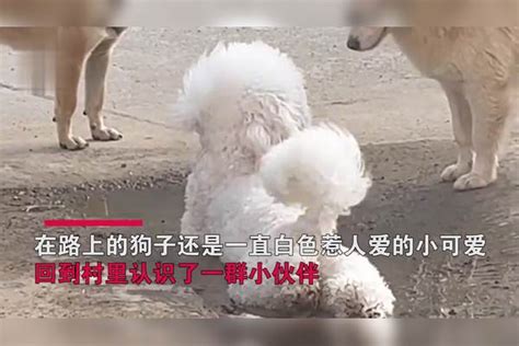 狗子回村放飞自我使劲往泥坑里躺村里土狗城里来的傻子