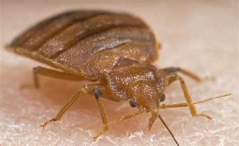 Best Bed Bug Poison May Be Merck Meds For Humans Grist