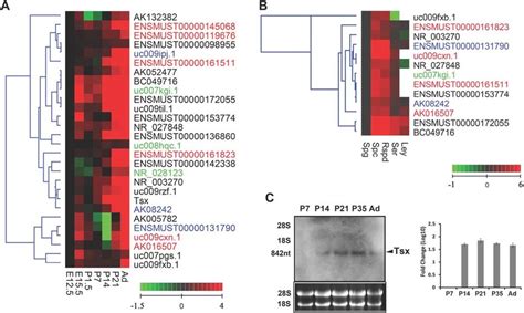 quantitative pcr validation of lncrna expression in developing testes