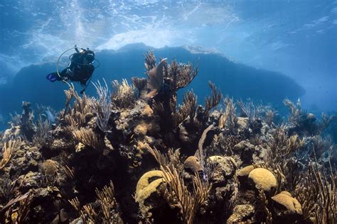 What The Bermuda Triangle Looks Like Underwater Divers Report