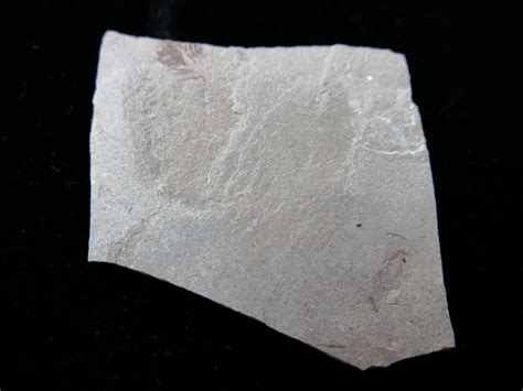 Fossil Insect Green River Fm Utah 28 Fossils For Sale