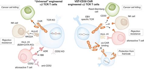 Minimally Modified Off The Shelf Allogeneic Car T Cells Molecular