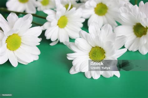 녹색 배경에 흰색 국화입니다 그림 같은 꽃 스프레이 국화입니다 국화 꽃봉오리 를 열었습니다 0명에 대한 스톡 사진 및 기타