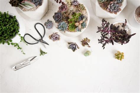 Premium Photo Scissors Secateurs And Echeveria Succulent House Plant