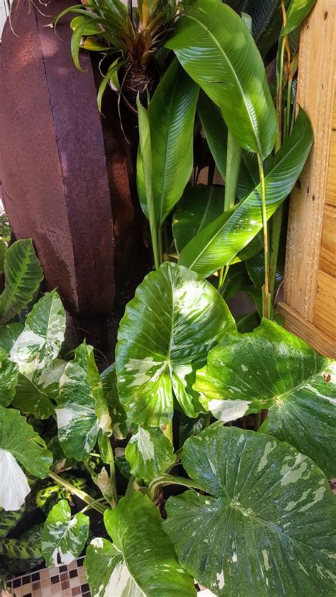 Pin On Jurassic Park In Progress Plant Leaves Plants Garden