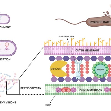 Pdf Phage Encoded Endolysins