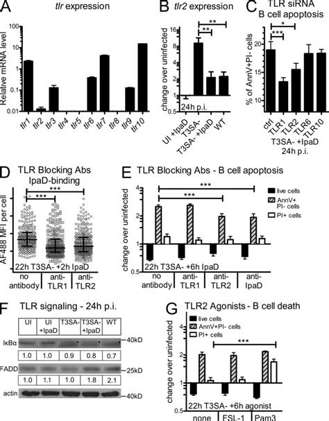 Ipad Induces B Cell Apoptosis Via Interaction With Tlr2 A Relative