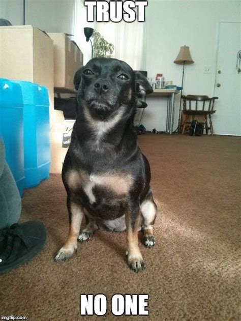 Bad Pun Dog Meme Generator Imgflip Bad Pun Dog Pun Dog Meme Dog Puns