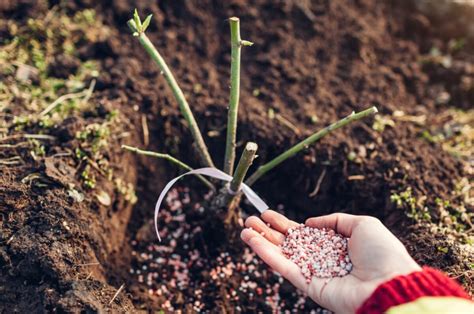 To Fertilize Or Not To Fertilize Unlocking The Mystery Of Healthy Rose