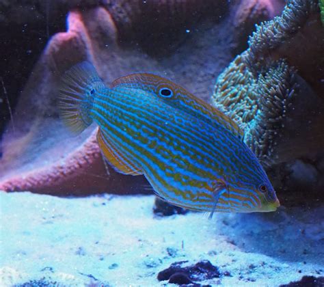Adding Halichoeres Wrasses To 250g Tank Reef2reef