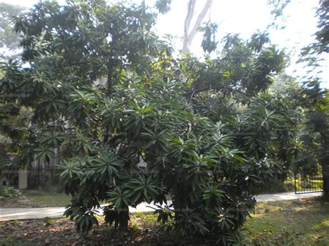 蛋黄果图片 风景花卉的蛋黄果图片大全 花卉网