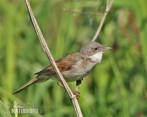 Sylvia Communis Pictures Whitethroat Images Nature Wildlife Photos