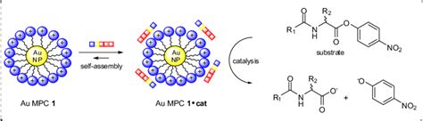 Schematic Representation Of The Catalytic System And Structures Of