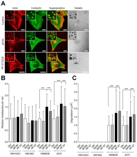 FAK Inhibition Increases The Proteolytic Activity Of Invasive Melanoma