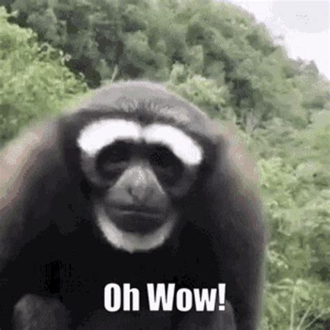 Wow Oh Wow  Funny Animal Meme Animal Reaction Meme Ideas Funny