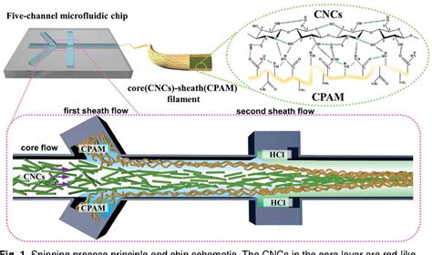 Figure 1 From Aligned Cellulose Nanocrystal Composite Filament With