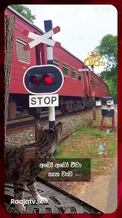 අඩෝ අඩෝ පුසා පවු බං Youtube