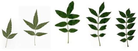 Leafs Margin Variation Of Quercus Ilex L Holm Oak Download Scientific Diagram