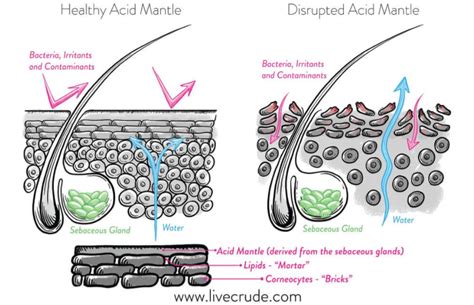 For Clear Skin Check Your Skins Acid Mantle Mantle Skin Cleanser