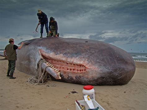 Sperm Whale The Loudest And Largest Toothed Predator • Lazer Horse