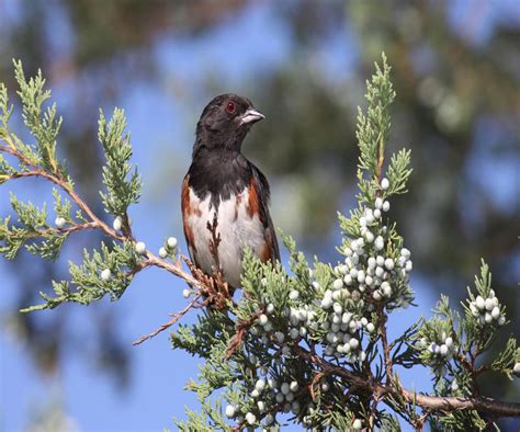 Best Trees For Wildlife Tree Species Garden Wildlife Will Love Homes And Gardens