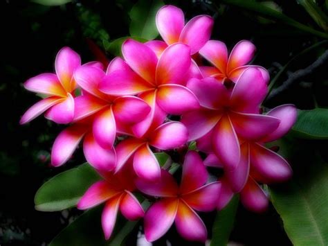 Hawaiian Flowers Desktop Wallpaper At Eric Meza Blog